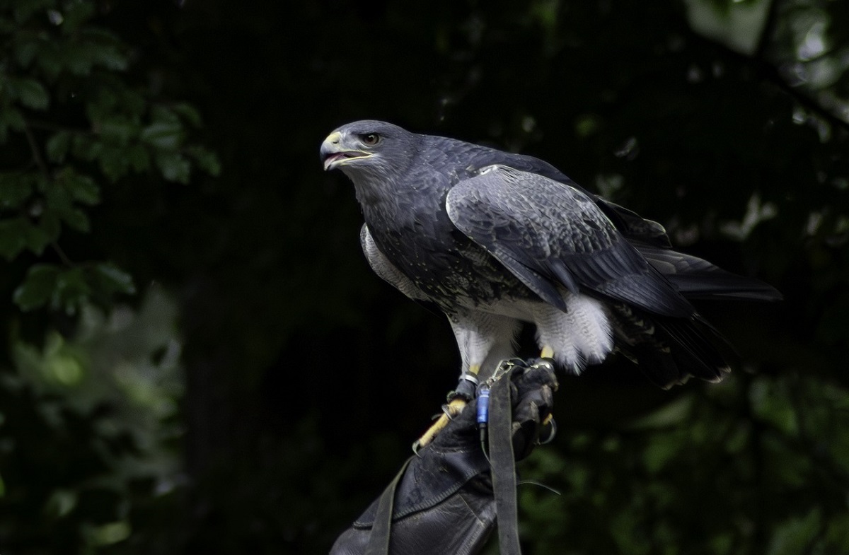 13 Different Types Of Eagles Present In The World - Avesei.com