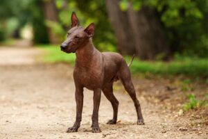11 Exotic Dog Breeds In The World
