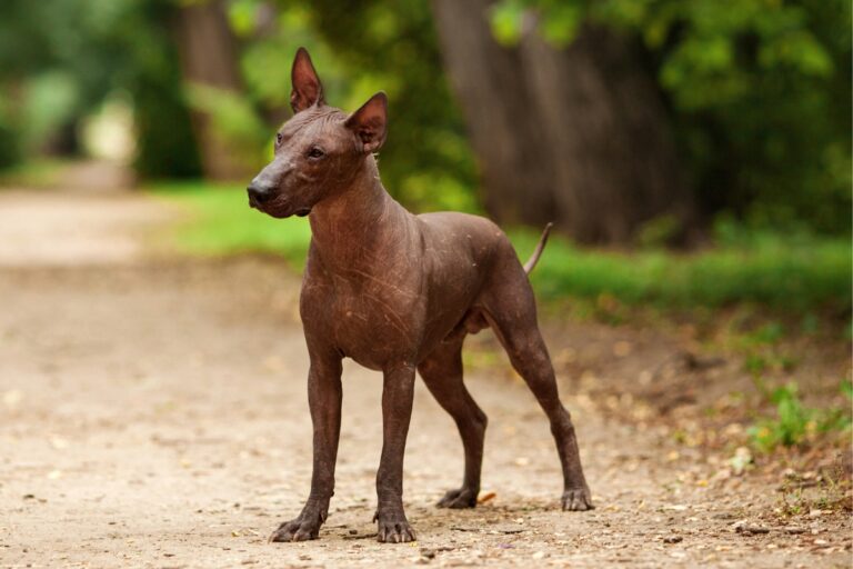 11 Exotic Dog Breeds In The World
