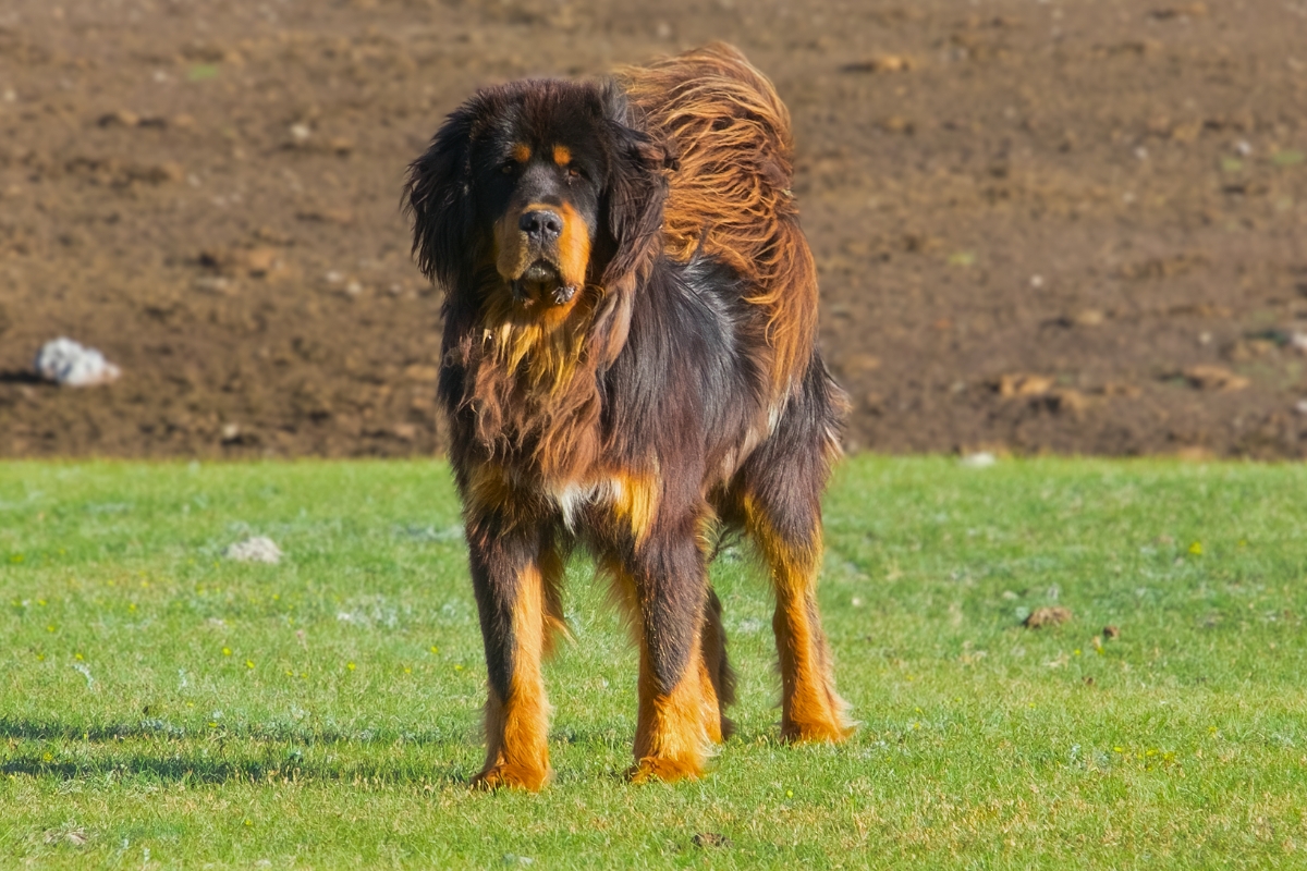 11 Exotic Dog Breeds In The World