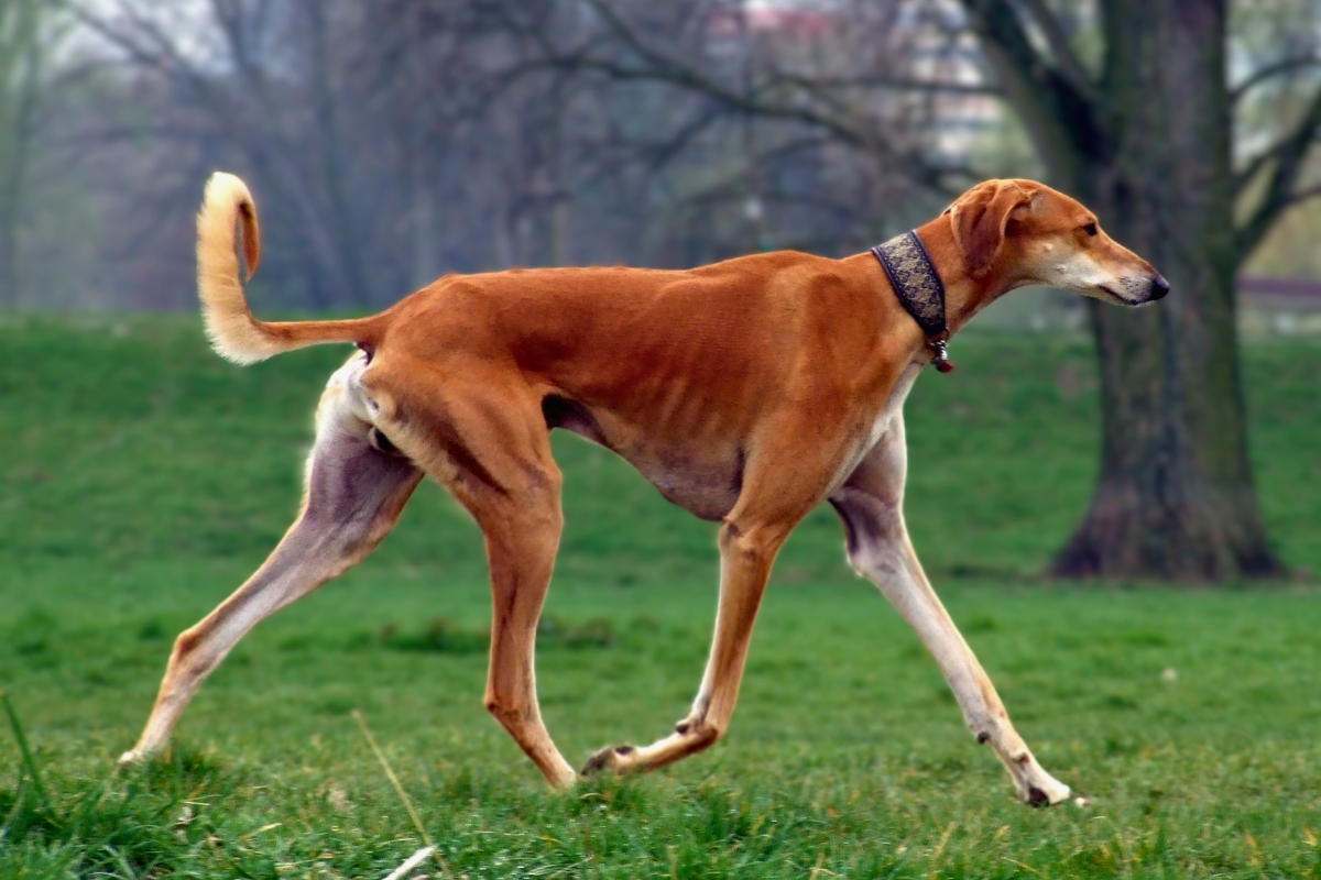 11 Exotic Dog Breeds In The World