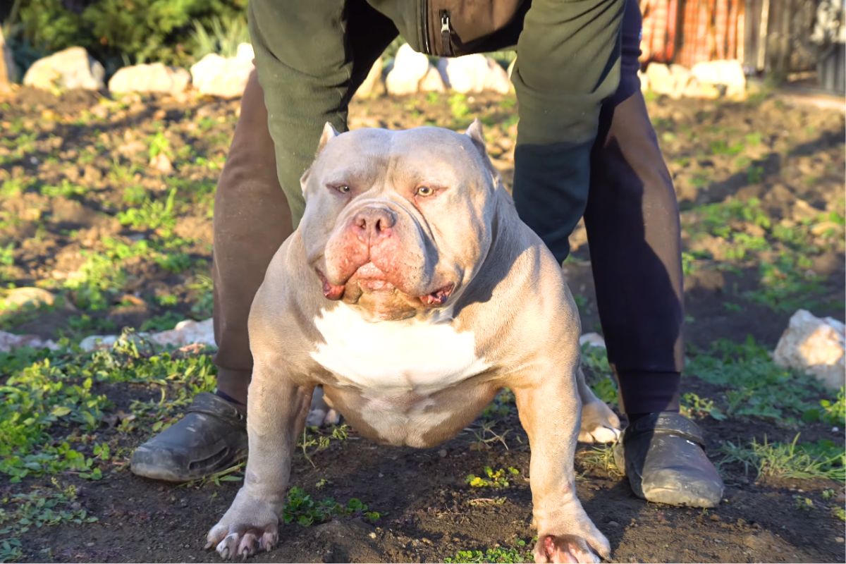 5 Types Of American Bully - Inhenocha.com