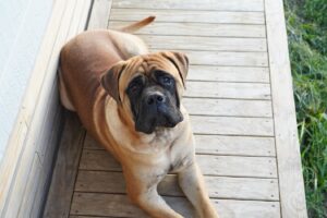16 Flat-Faced Dog Breeds - Understanding Brachycephalic Breeds