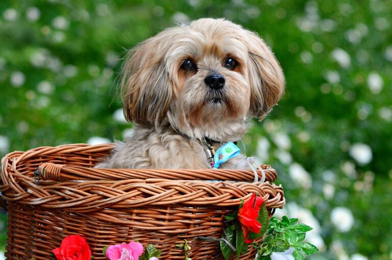 16 Flat-Faced Dog Breeds - Understanding Brachycephalic Breeds