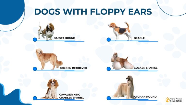 11 Dog Breeds With Floppy Ears