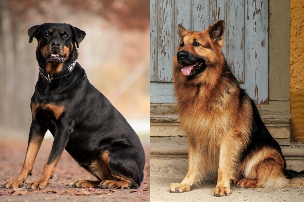 Rottweiler Vs. German Shepherd - What's The Difference?
