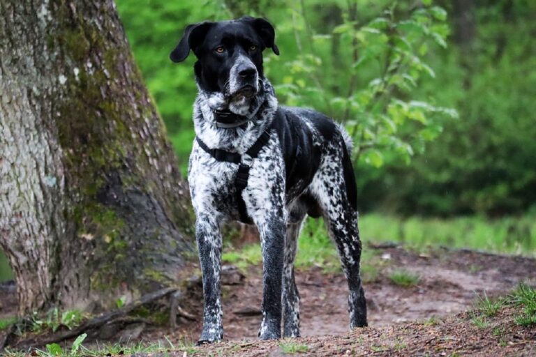21 Spotted Dog Breeds And What Makes Them Special