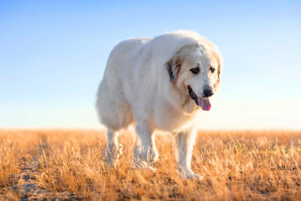 10 Largest Dog Breeds In The World