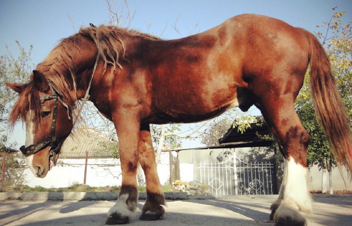 11 Largest Horse Breeds In The World - Tededer.com