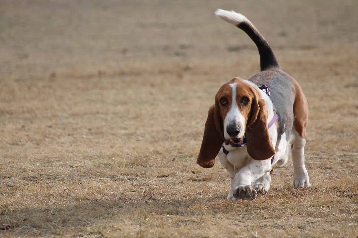 9 Best Tracking Dogs With Best Sense Of Smell