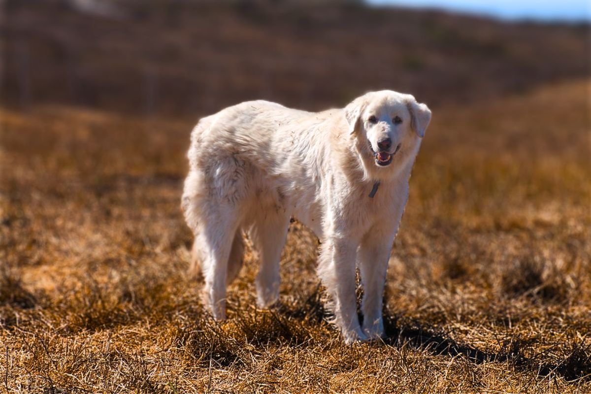 8 Best Farm Dogs For Protection And Security - Tededer.com