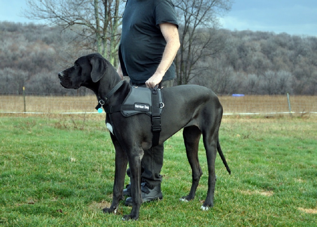 Are Great Danes Good Guard Dogs? What You Need To Know - Inhenocha.com