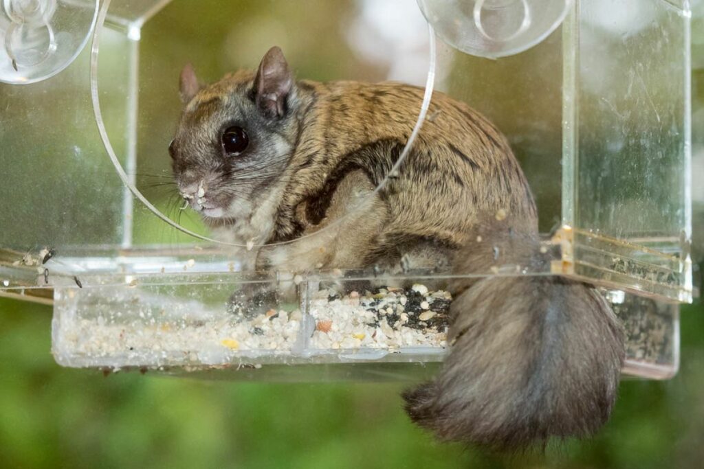 11 Different Types Of Squirrels - Avesei.com