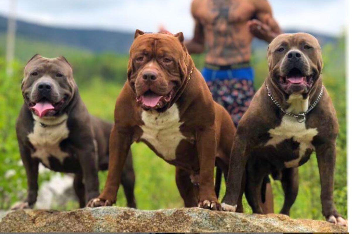 Giant Pitbull Taking The Internet By Storm - Avesei.com