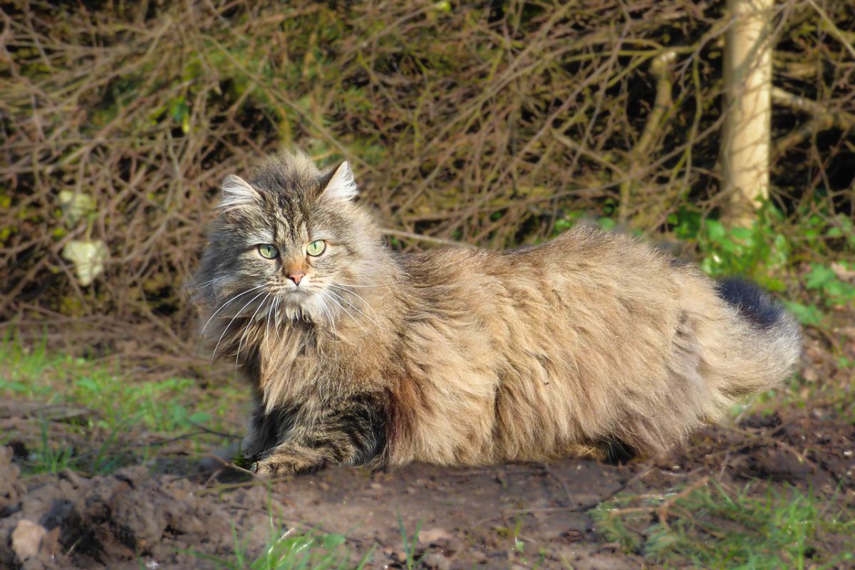 10 Large Cat Breeds - All About Big Cat Breeds
