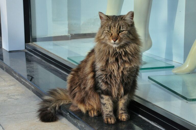 10 Large Cat Breeds - All About Big Cat Breeds