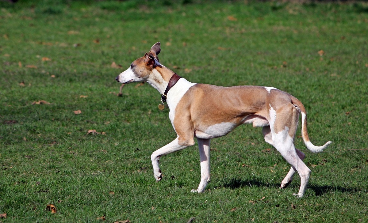 15 Long-Legged Dog Breeds With Big Hearts