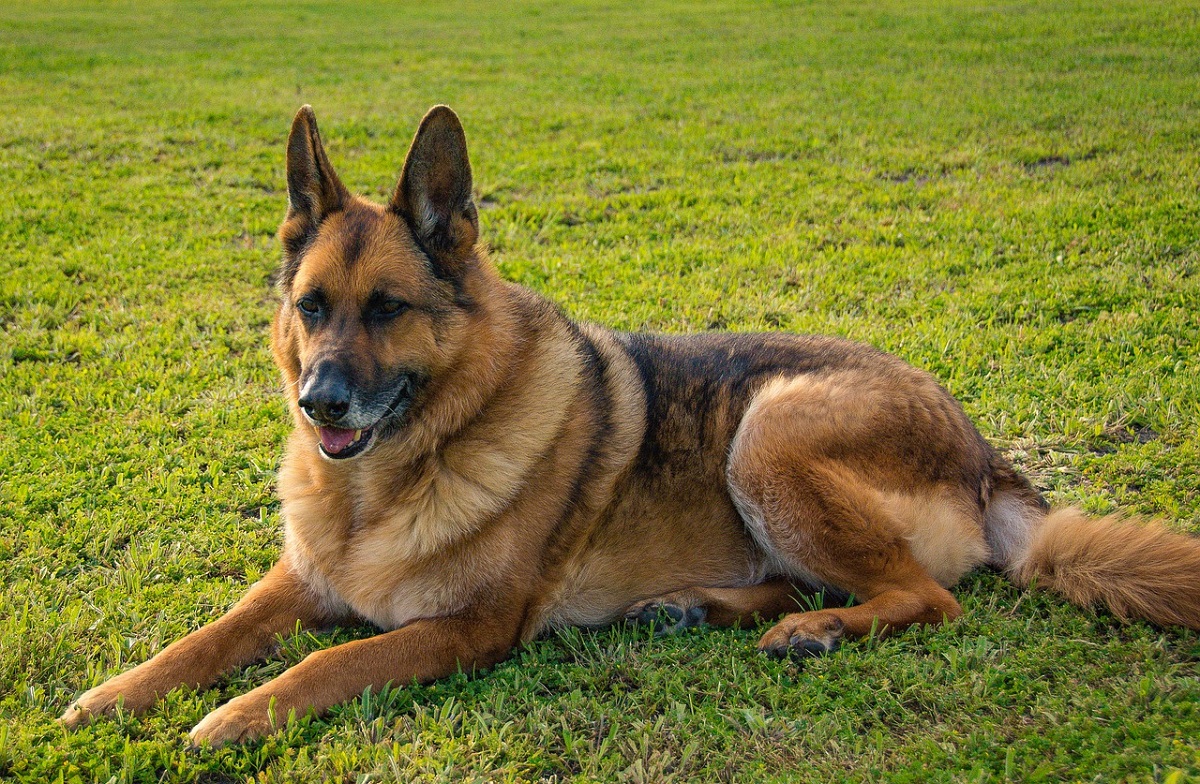 11 Dog Breeds With Big Ears (So Adorable!)