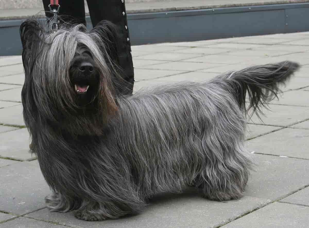 11 Small Dog Breeds With Long Hair (with Pictures) - Ethawi.com