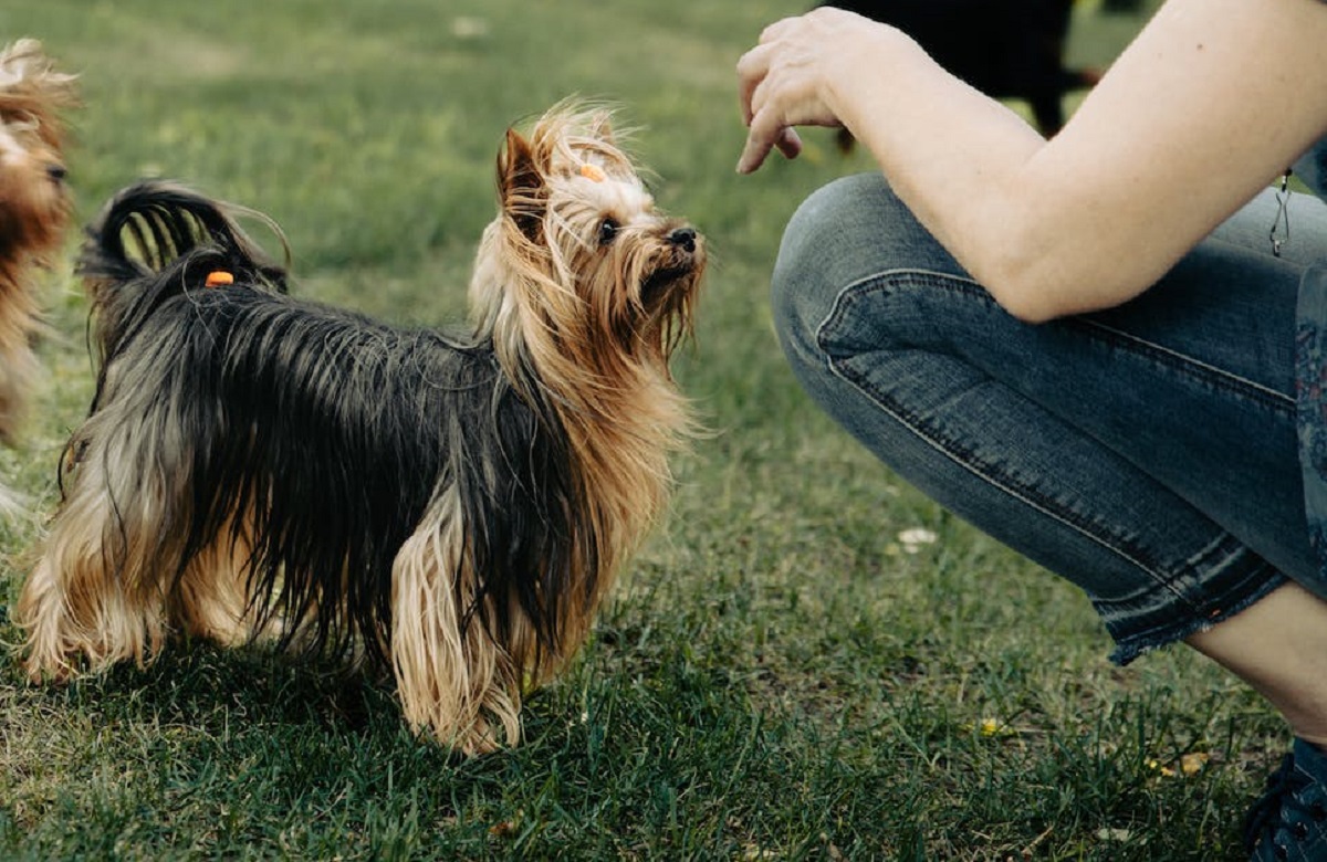 11 Small Dog Breeds With Long Hair (with Pictures) - Ethawi.com