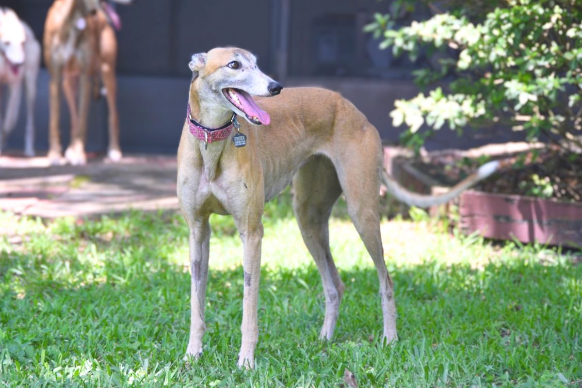15 Long-Legged Dog Breeds With Big Hearts