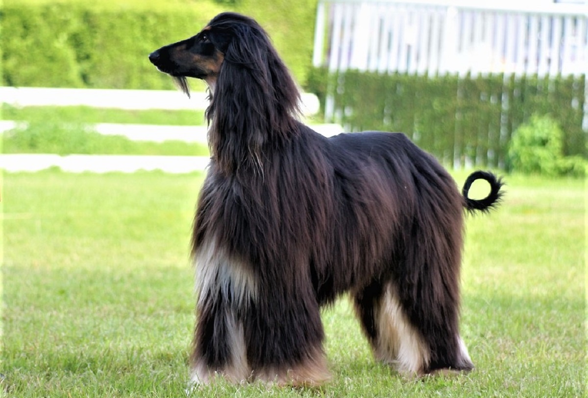 15 Long-Legged Dog Breeds With Big Hearts