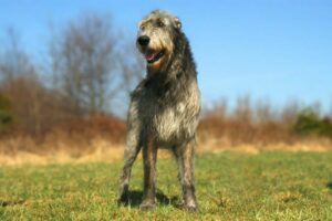 15 Long-Legged Dog Breeds With Big Hearts