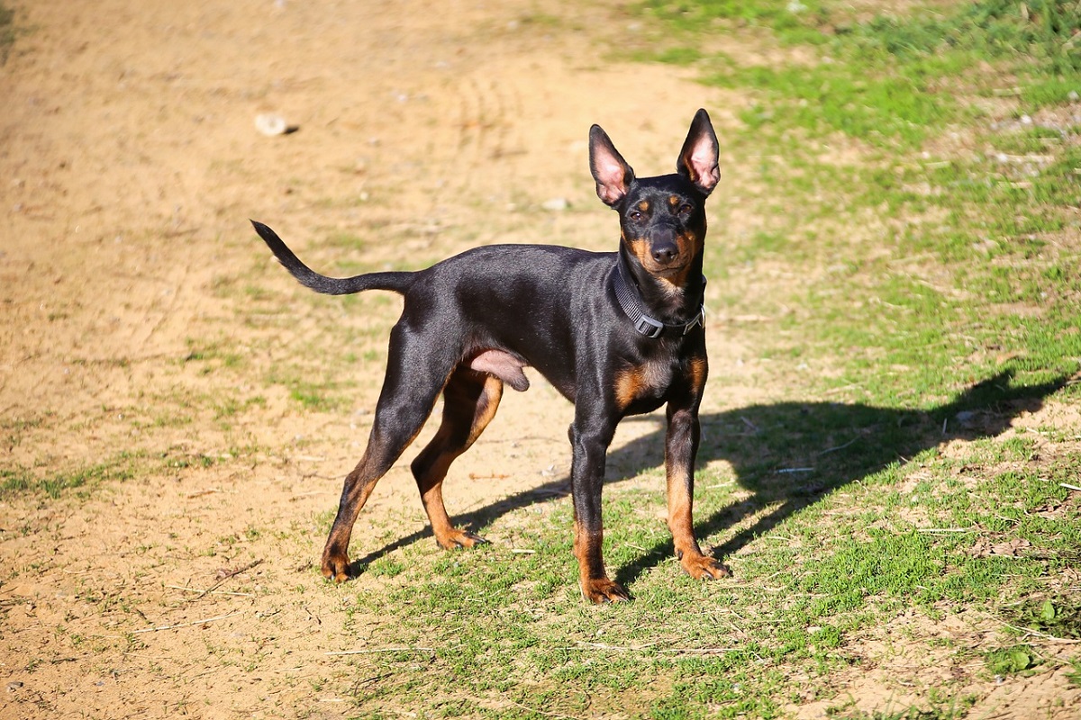 15 Long-Legged Dog Breeds With Big Hearts