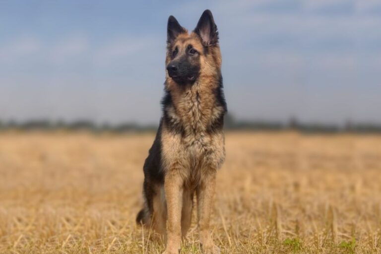 13 Dog Breeds With Long Snouts You'll Love