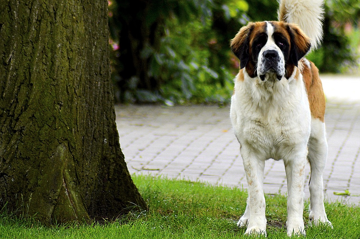 Top 10 Low-Energy Guard Dogs That Keep Your Home Safe