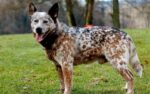 21 Spotted Dog Breeds And What Makes Them Special