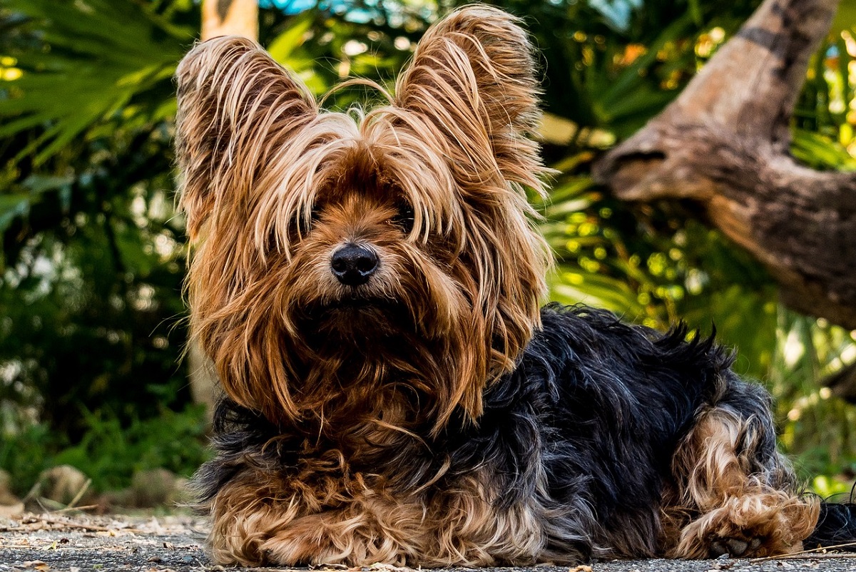 19 Dog Breeds That Stay Small Forever