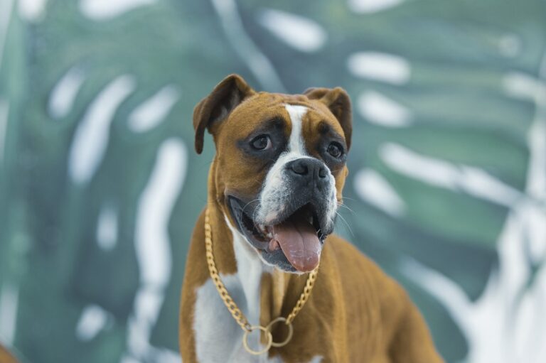 17 Most Affectionate Dog Breeds Known For Their Cuddles
