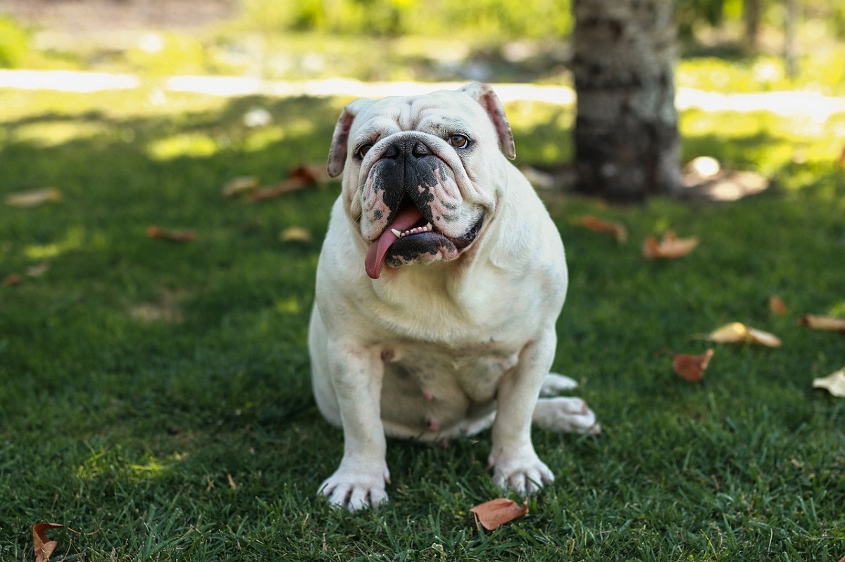 11 Most Stubborn Dog Breeds Of 2024