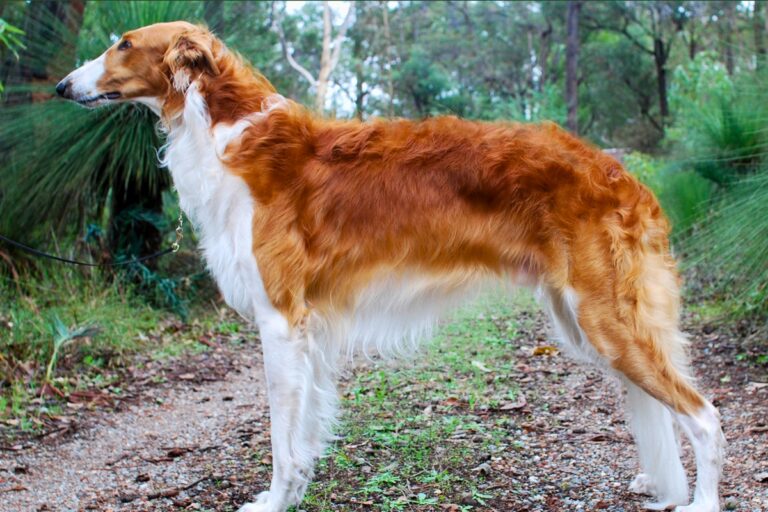 11 Exotic Dog Breeds In The World