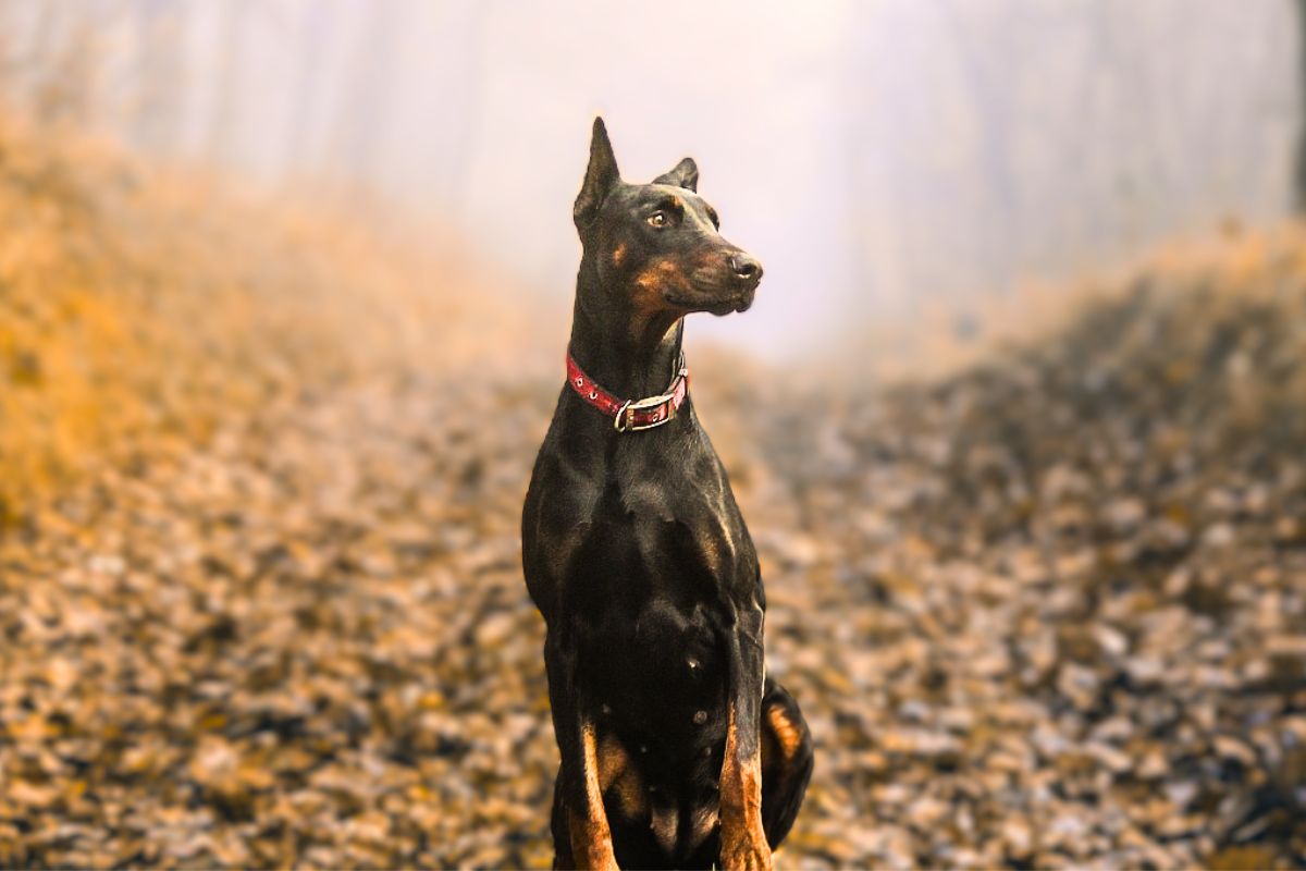 15 Most Fearless Dog Breeds: Canines With Unmatched Bravery! - Tededer.com