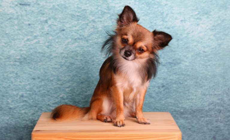 11 Most Stubborn Dog Breeds Of 2024