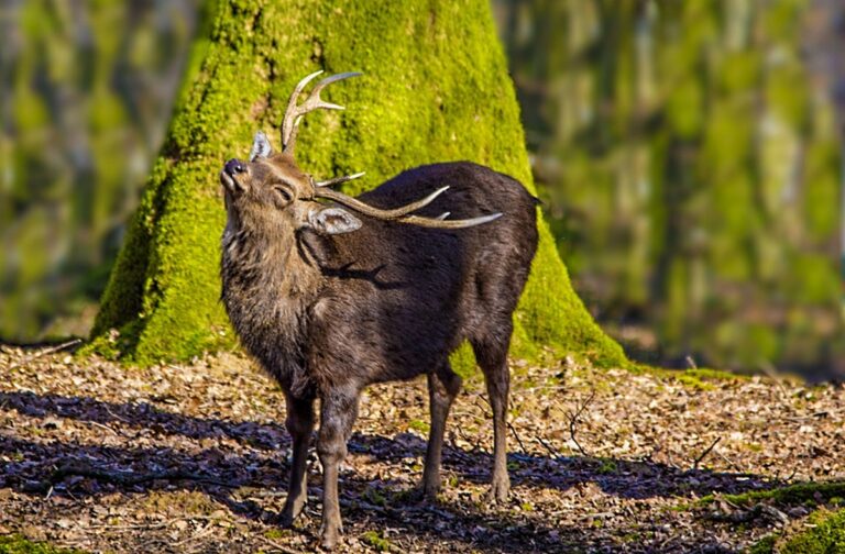 13 Types Of Deer And How To Tell The Difference - Tededer.com