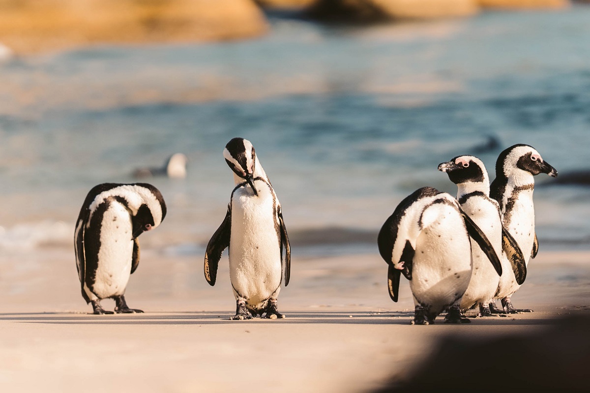 14 Types Of Penguins (With Pictures!) - Tededer.com