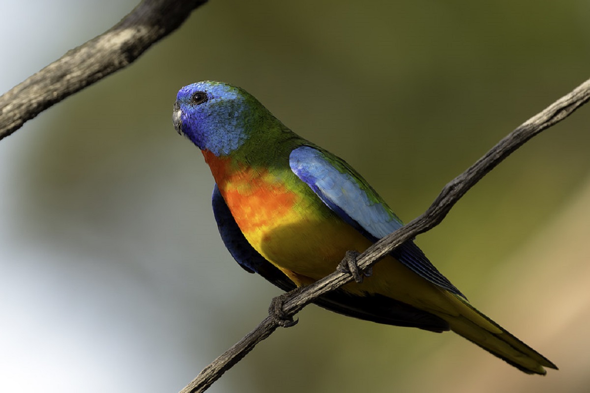 11 Types Of Parakeets And How To Differentiate Them - Tededer.com