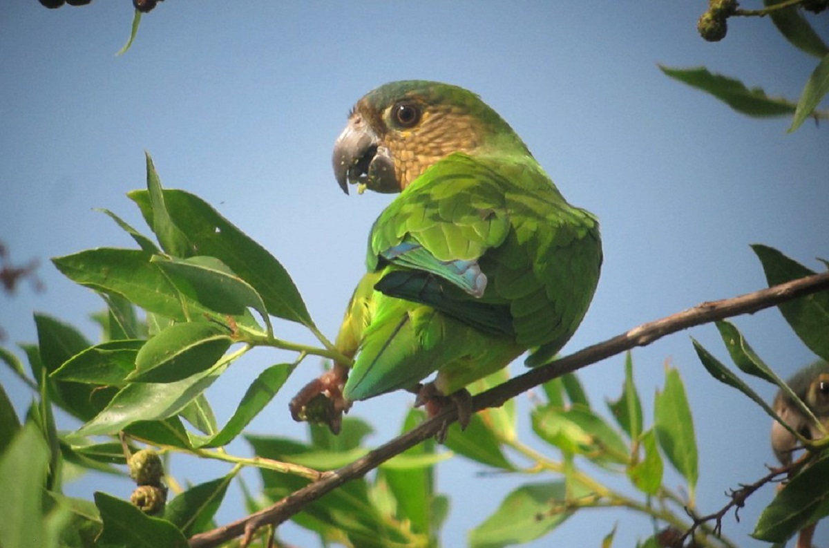 11 Types Of Parakeets And How To Differentiate Them - Tededer.com