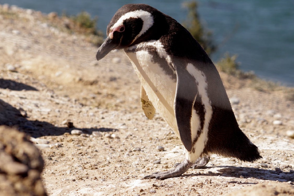 14 Types Of Penguins (With Pictures!) - Avesei.com