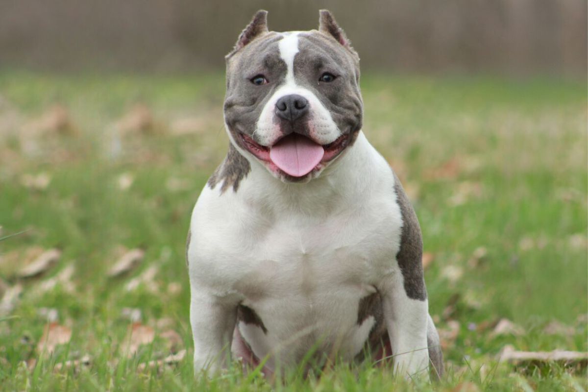 5 Types Of American Bully - Tededer.com