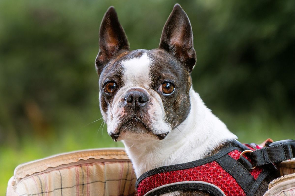 15 Cute Dog Breeds With Pointy Ears