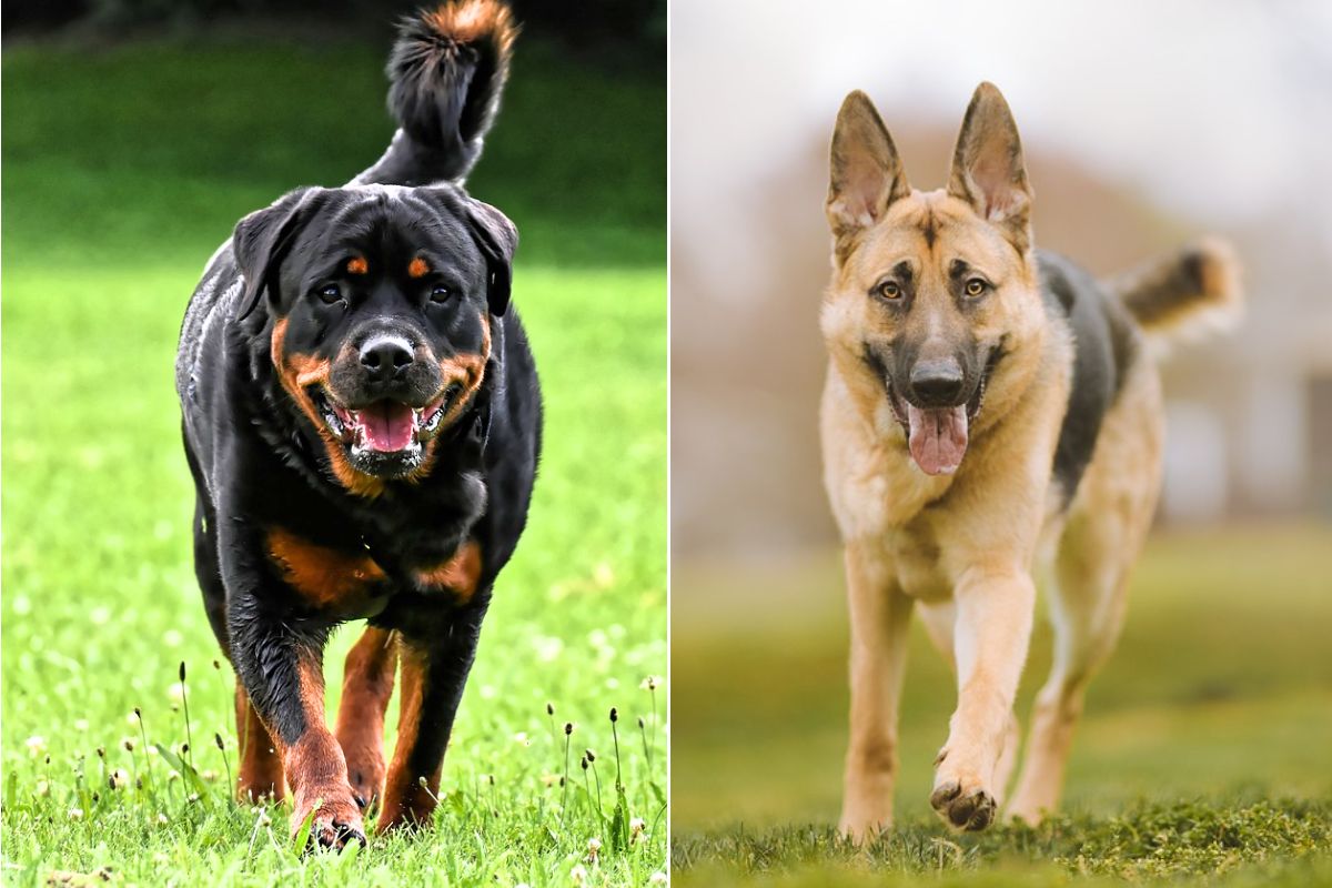 Rottweiler Vs. German Shepherd - What's The Difference?