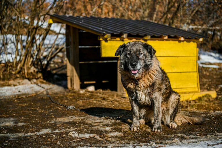 15 Russian Dog Breeds: Dog Breeds From Russia