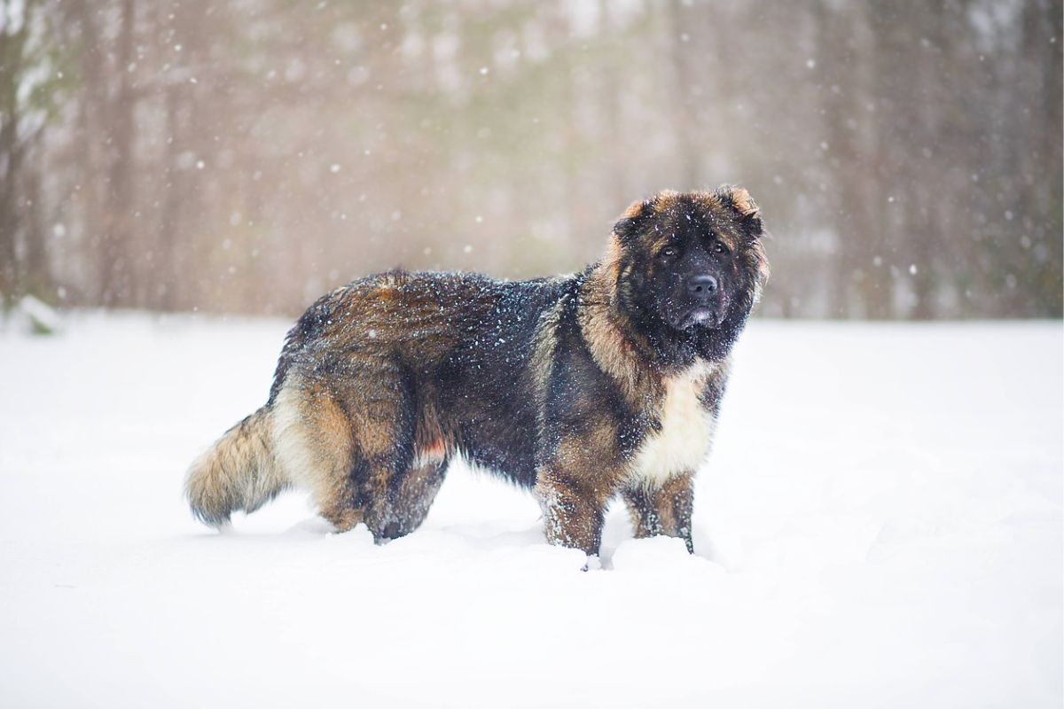 15 Russian Dog Breeds: Dog Breeds From Russia
