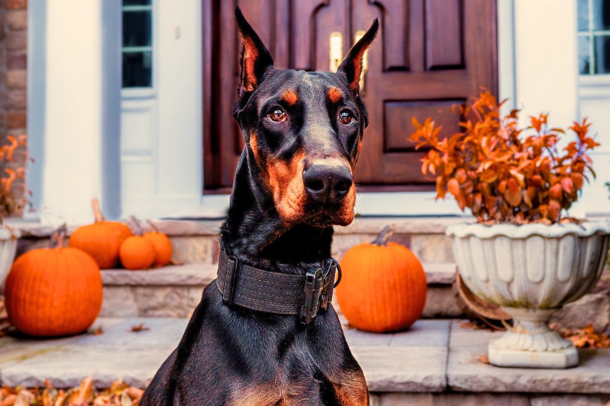 Top 10 Scariest Dog Breeds For Protection In 2024 - Ethawi.com