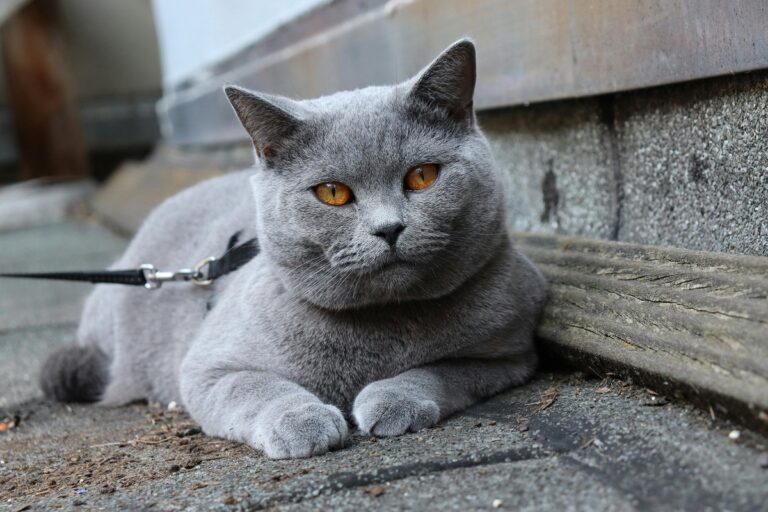 15 Short-Haired Cat Breeds - Less Brushing, More Cuddling!