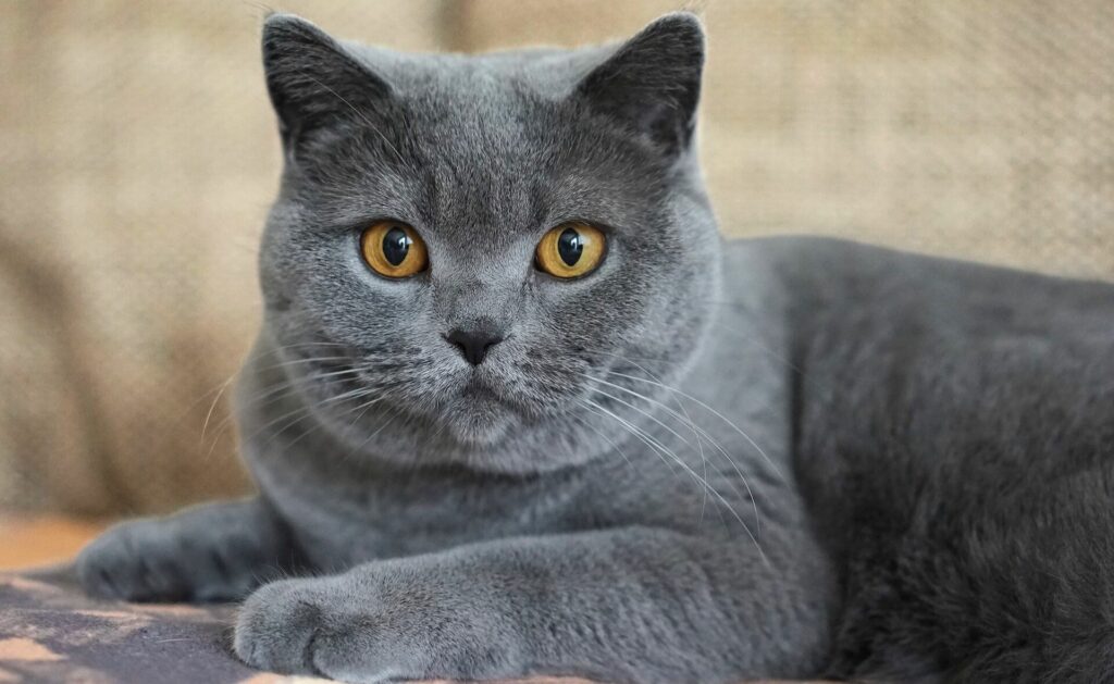 15 Short-Haired Cat Breeds - Less Brushing, More Cuddling!